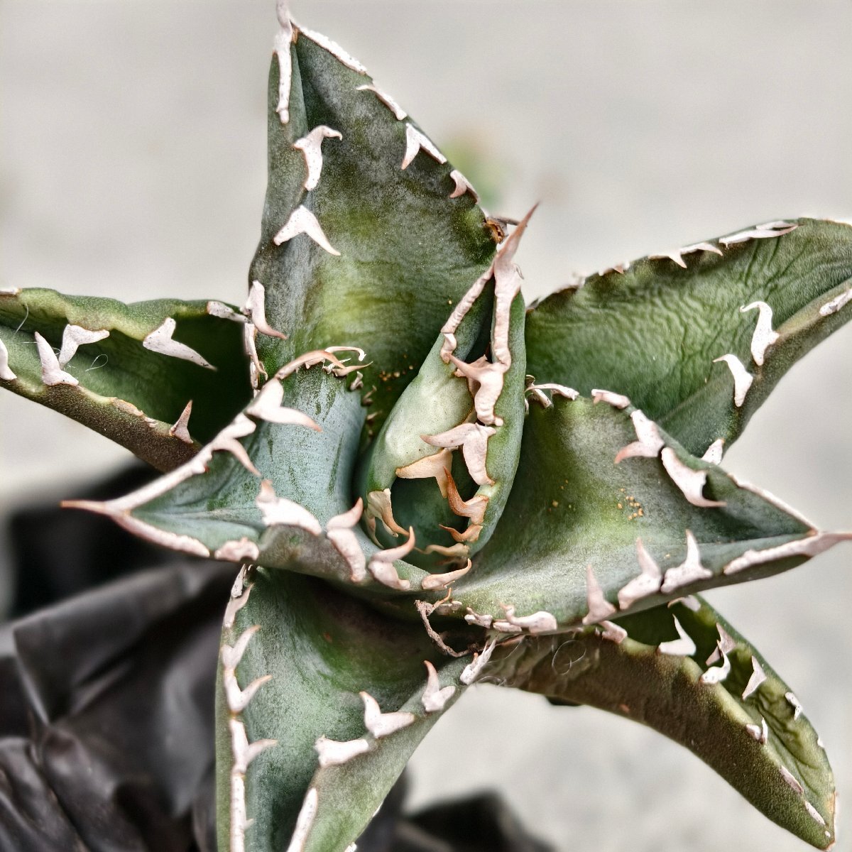 Yahoo!オークション - 327 アガベ チタノタ悪魔くん BAKEMONO/検 清櫻 ...