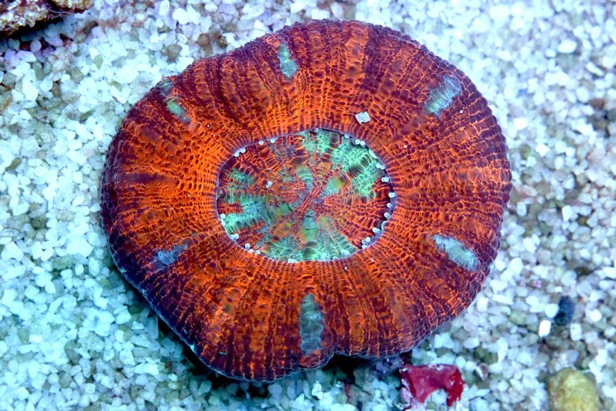 Yahoo!オークション - 綺麗 スコリミアセルリアンレッド