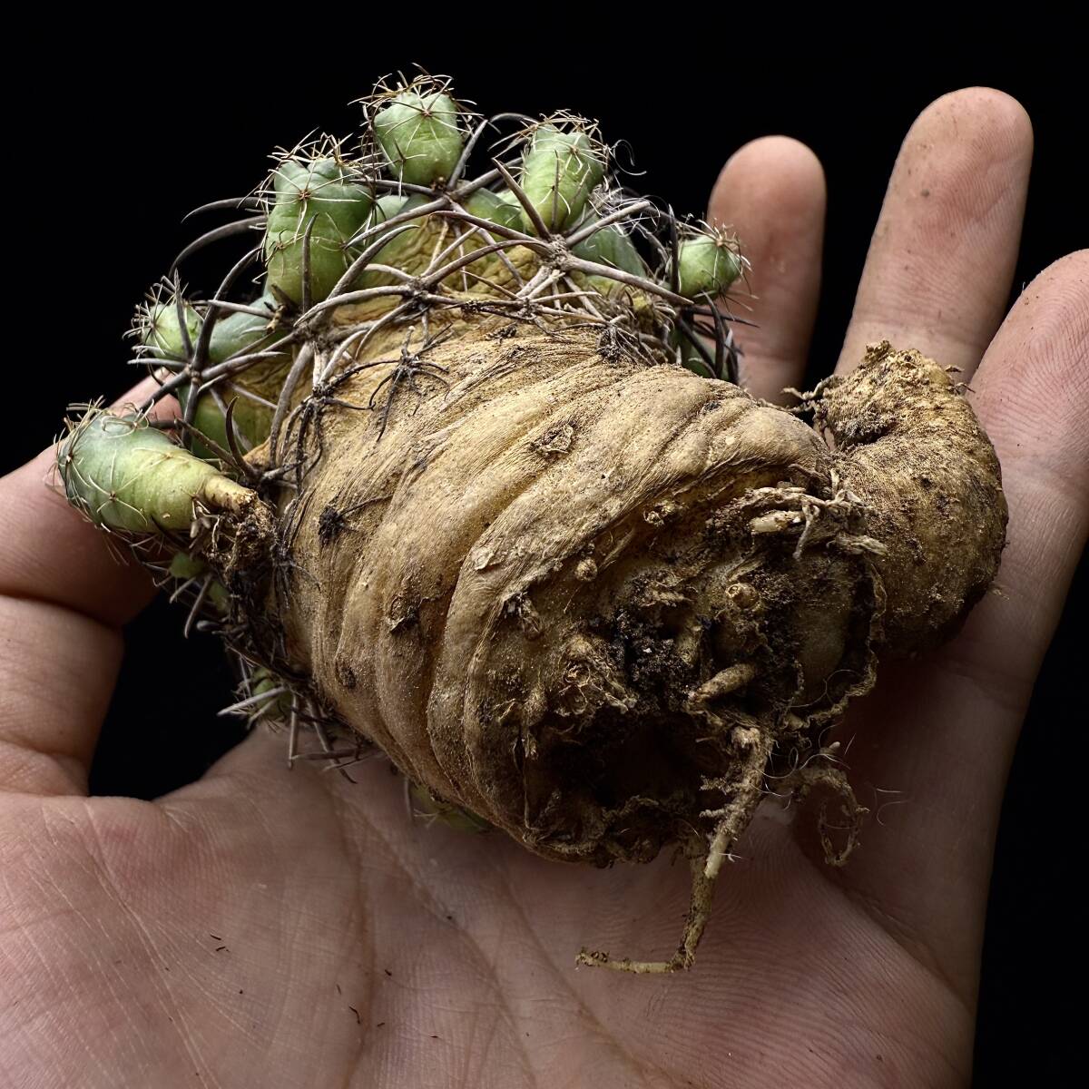 Yahoo!オークション - 960E サボテン コリファンタ 天司象牙丸 Corypha...