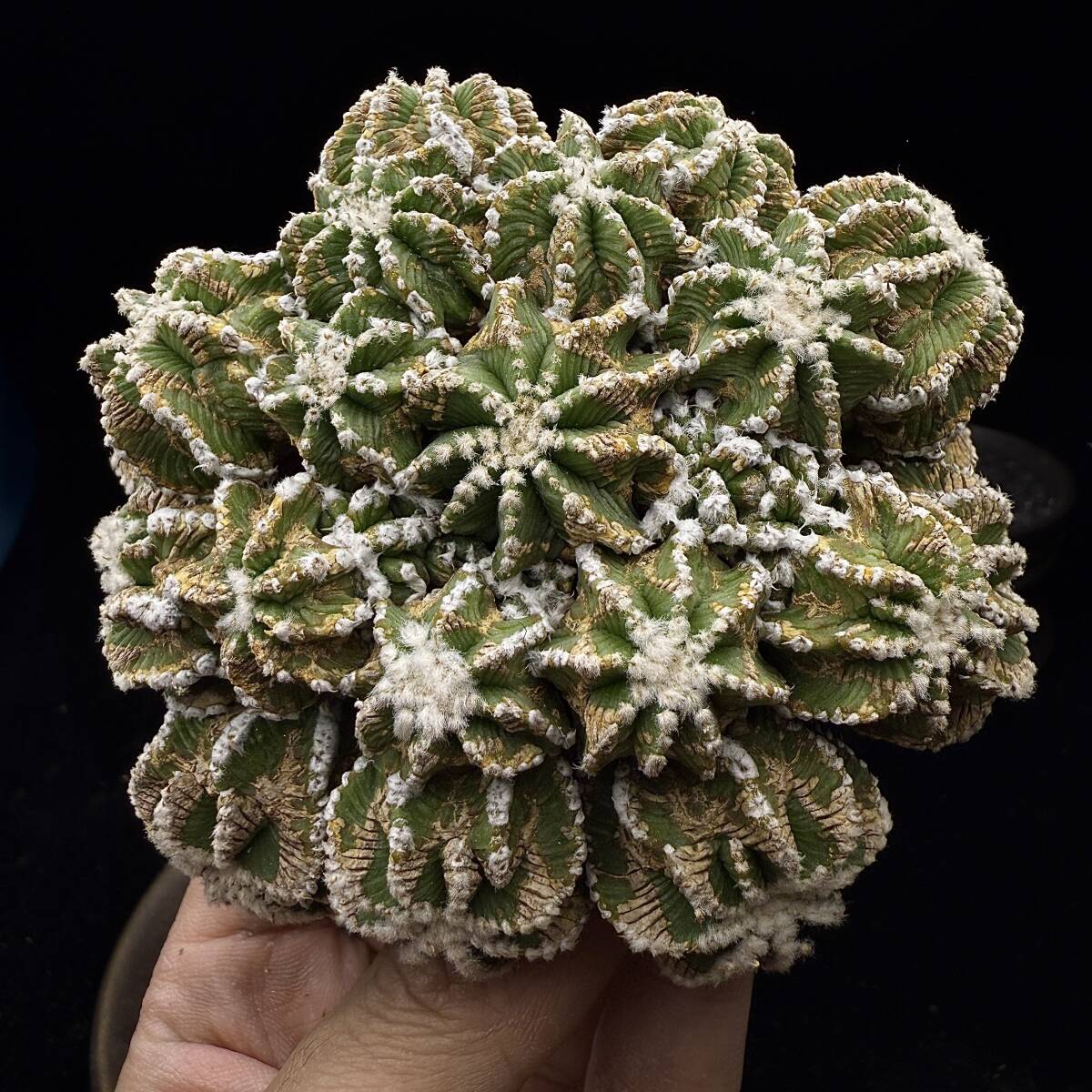 Yahoo!オークション - 90E ヒントニー Aztekium hintonii 群生 希少 サ...