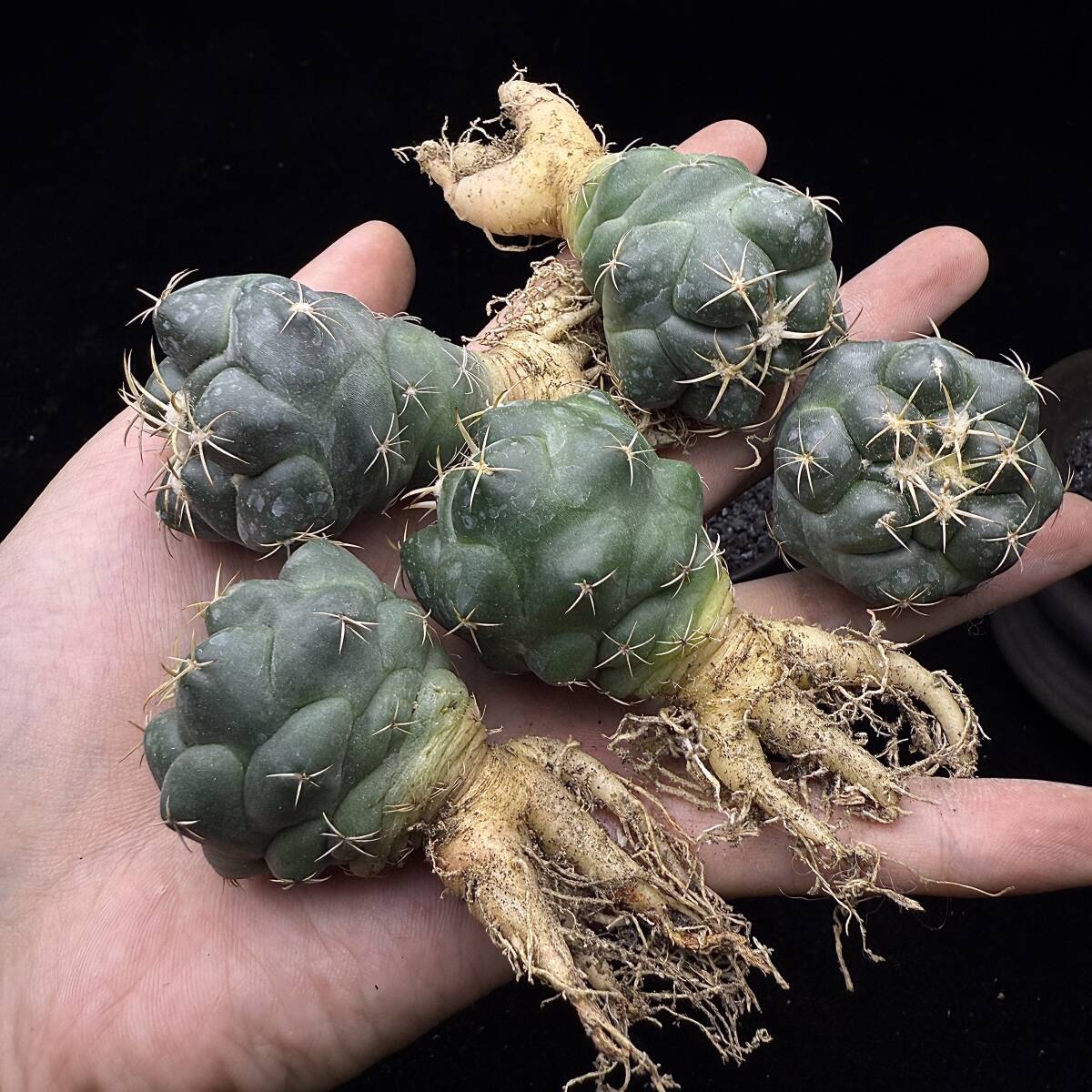 Yahoo!オークション - 92E サボテン コリファンタ 象牙丸 Coryphantha ...