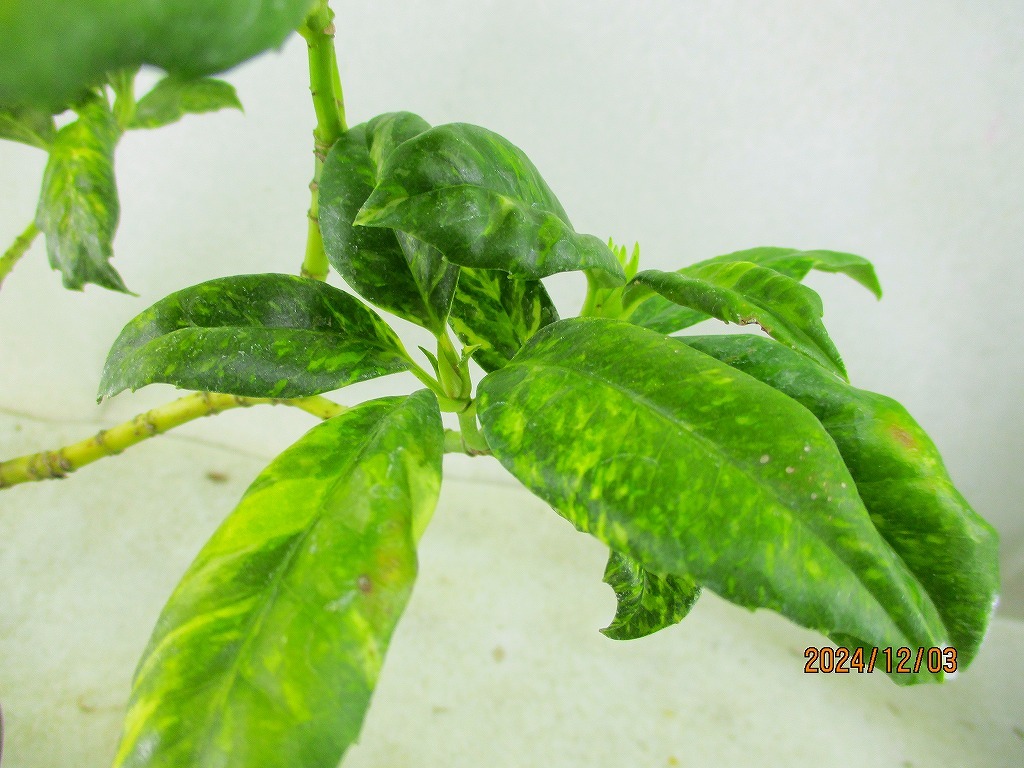 Yahoo!オークション - [野風苗木流通]アオキ 斑入石化葉(12168黒丸プラ...