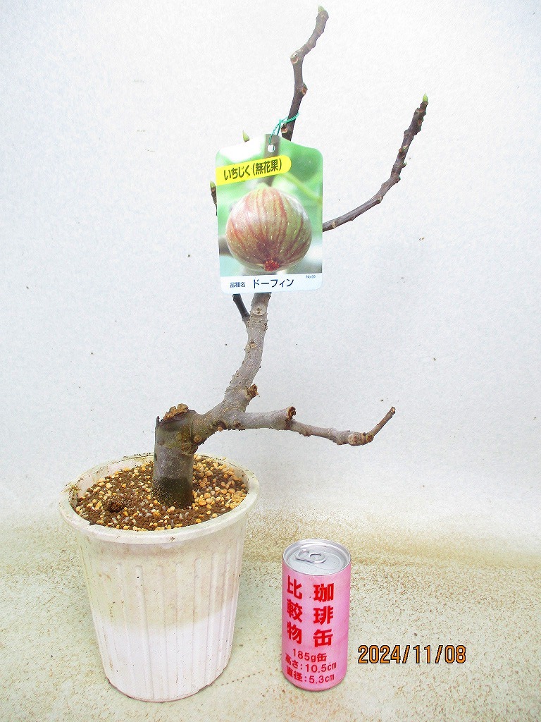 Yahoo!オークション - [野風苗木流通]イチジク ドーフィン(11733)全高 ...