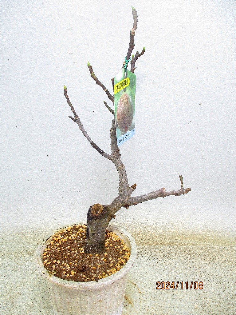 Yahoo!オークション - [野風苗木流通]イチジク ドーフィン(11733)全高 ...