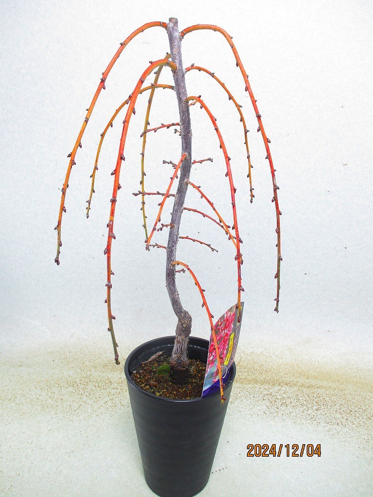 Yahoo!オークション - [野風苗木流通] 金星しだれ梅 宵の明星 (12297)...