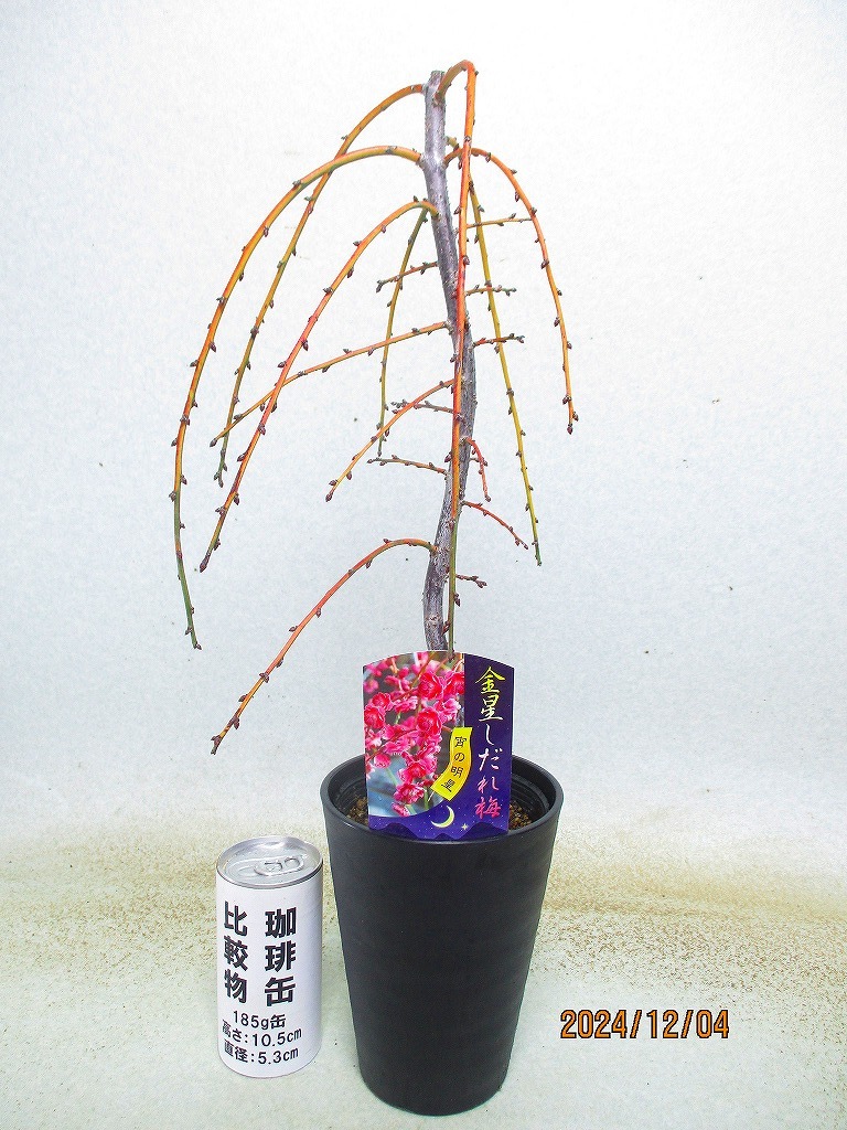 Yahoo!オークション - [野風苗木流通] 金星しだれ梅 宵の明星 (12297)...