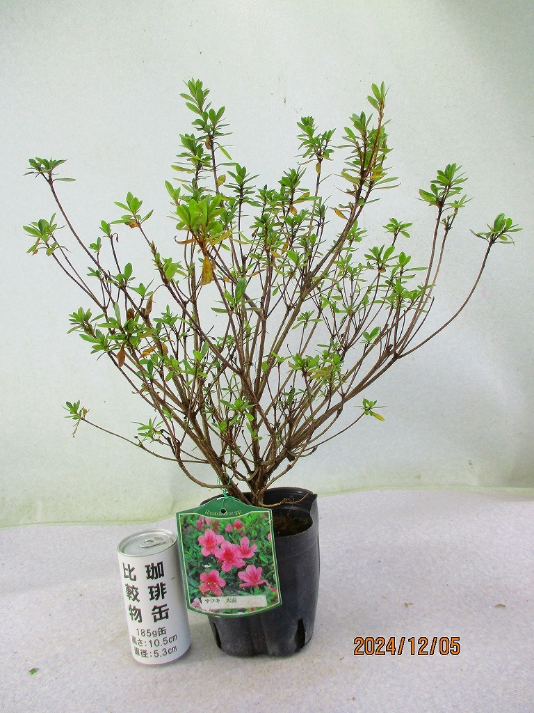 Yahoo!オークション - [野風苗木流通]サツキ 大盃(12471黒ポット)全高 ...