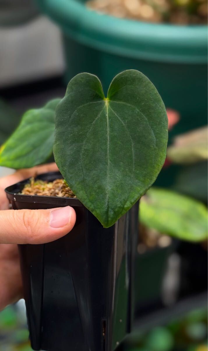 Yahoo!オークション - 【Anthuroom】Anthurium antolakii ('BVEP') see...