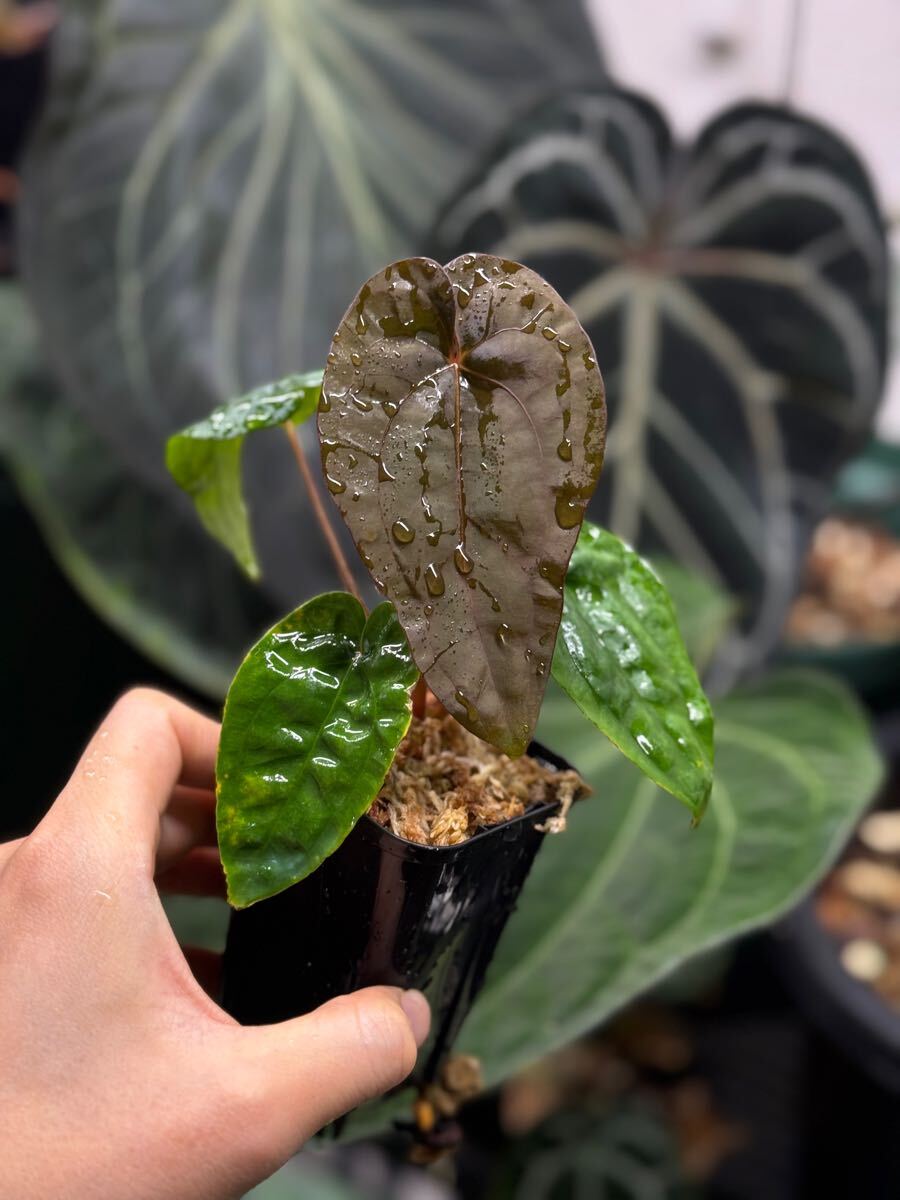 Yahoo!オークション - 【Anthuroom】Anthurium dressleri (seedling)
