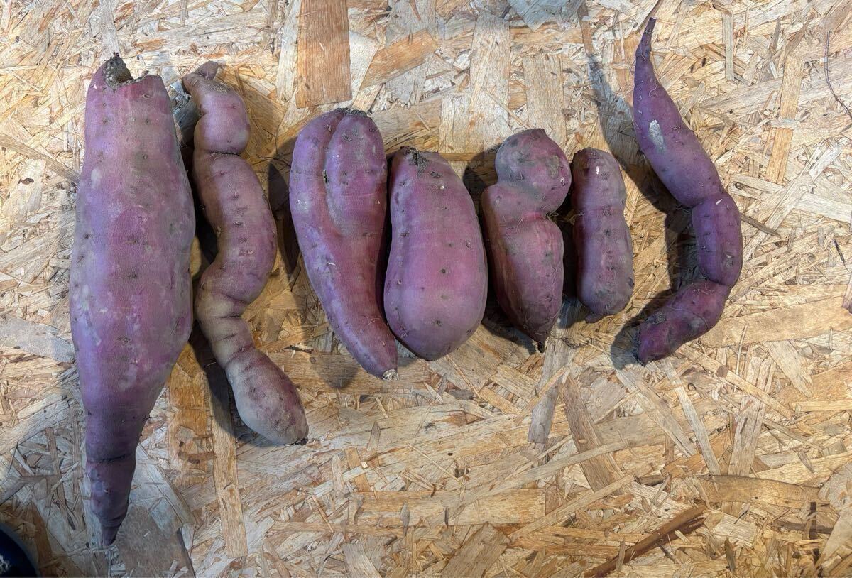 Yahoo!オークション - 北海道産さつまいも(紅はるか) 訳あり ハネ品 S...