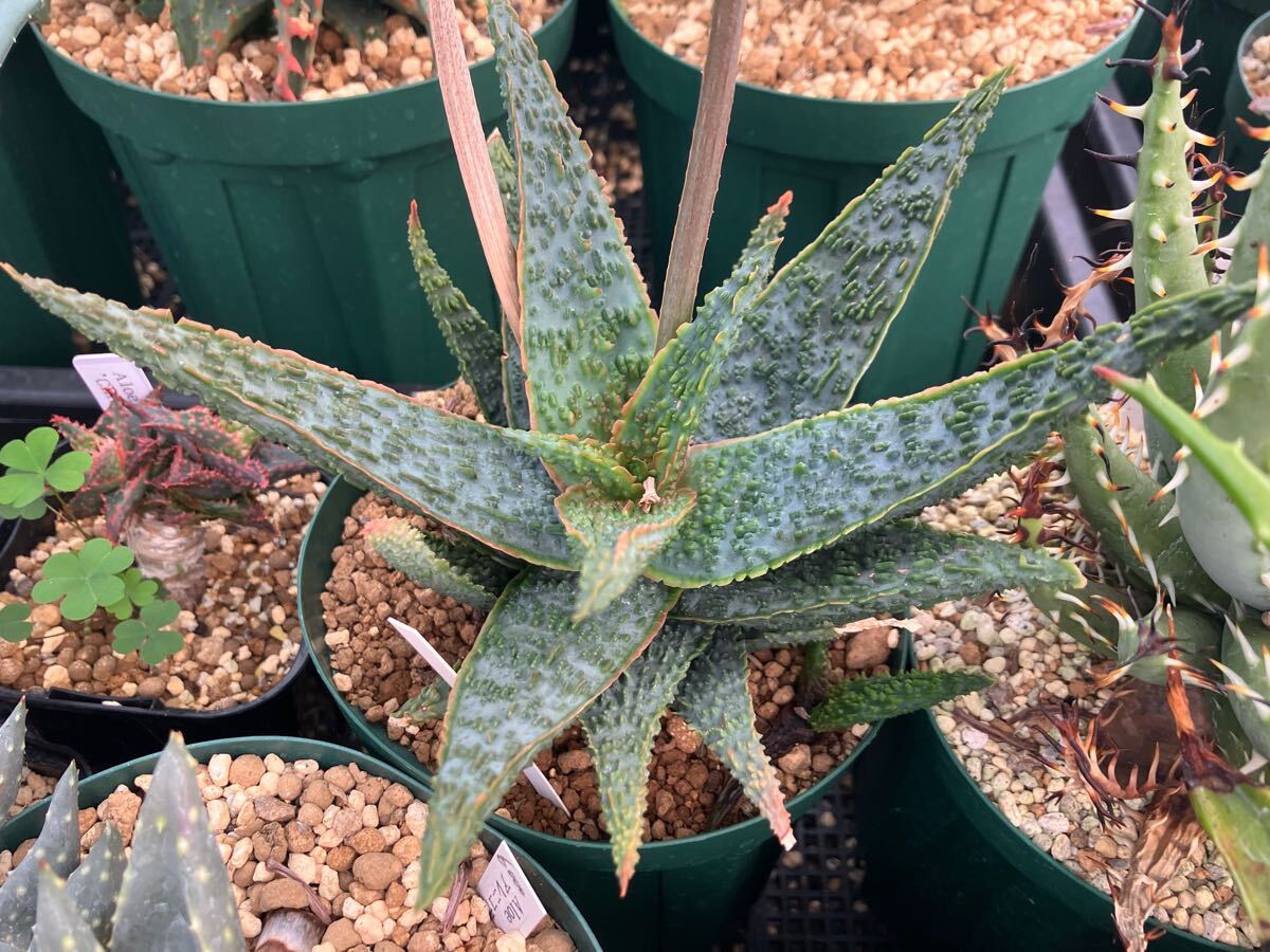 Yahoo!オークション - AMF No.3