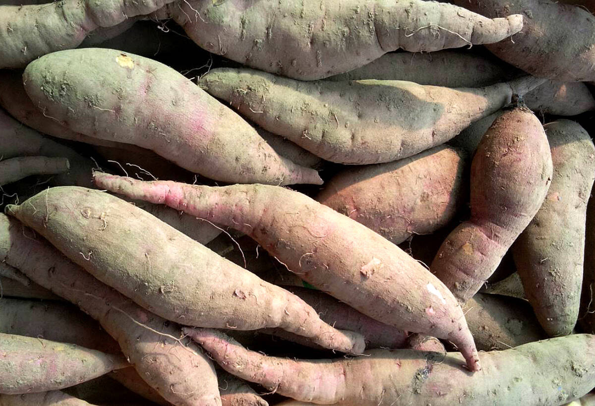 Yahoo!オークション - 土付きさつま芋 紅はるか 中サイズD 箱込み 約15...