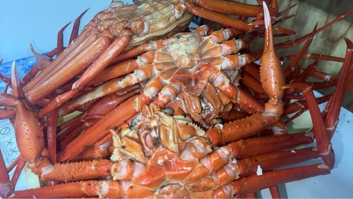 Yahoo!オークション - 山陰境港産 冷凍 浜茹で紅ガニ 特大サイズA級整...