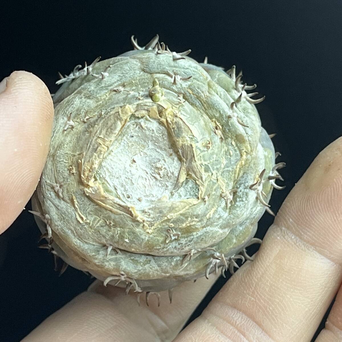 Yahoo!オークション - P142短刺天平丸 サボテン 多肉植物 ギムノカリ...