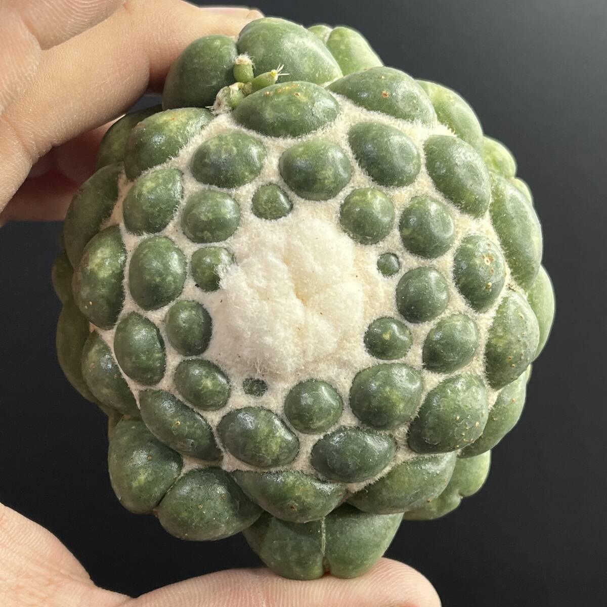 R24棘無し 象牙丸 サボテン 多肉植物 コリファンタ（現品 サボテン コリファンタ 象牙丸 3号 艶 美肌 多肉植物）