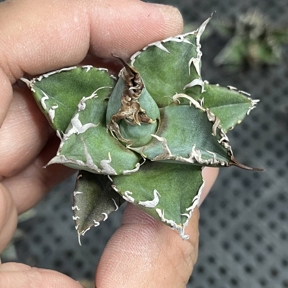 Yahoo!オークション - T84多肉植物アガベ チタノタ 凱撒 シーザー agav...