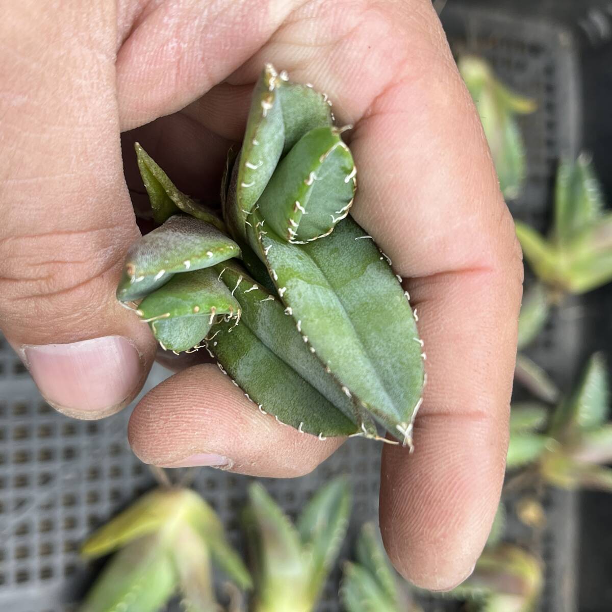 Yahoo!オークション - G52多肉植物 アガベ 柊月 子株 agave titanota h...