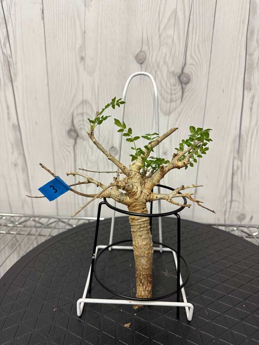 Yahoo!オークション - k0003ボスウェリア ネグレクタ ベアルート コー...