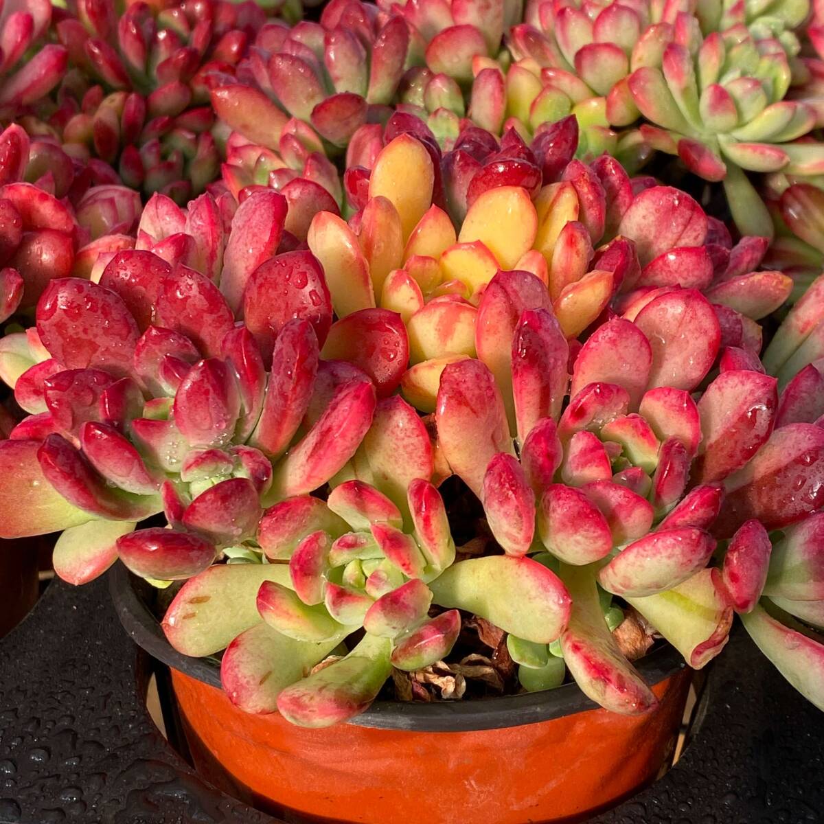 Yahoo!オークション - F422 マクドガリー 19 鉢【1鉢5頭ぐらい】抜き苗...