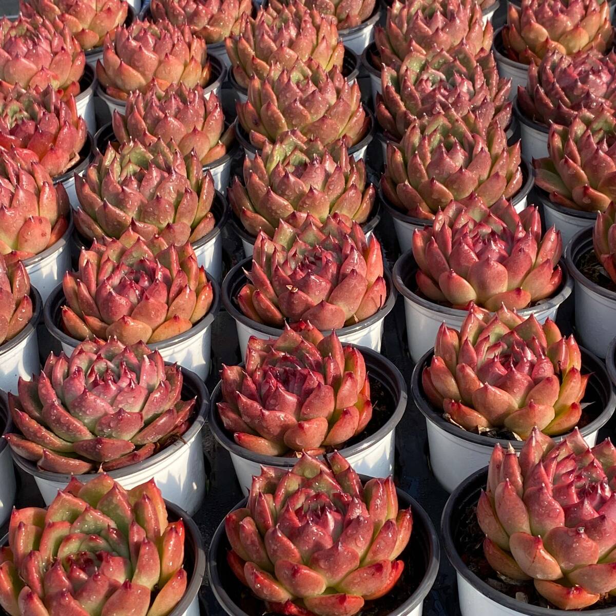 Yahoo!オークション - F395 ブルードラゴン 20 株 抜き苗 多肉植物 エ...