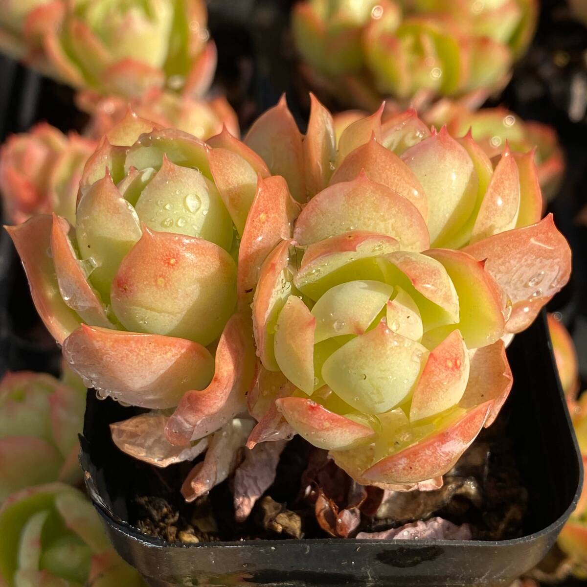 Yahoo!オークション - F361 碧桃（へきとう） 42鉢【多頭】 抜き苗 多...