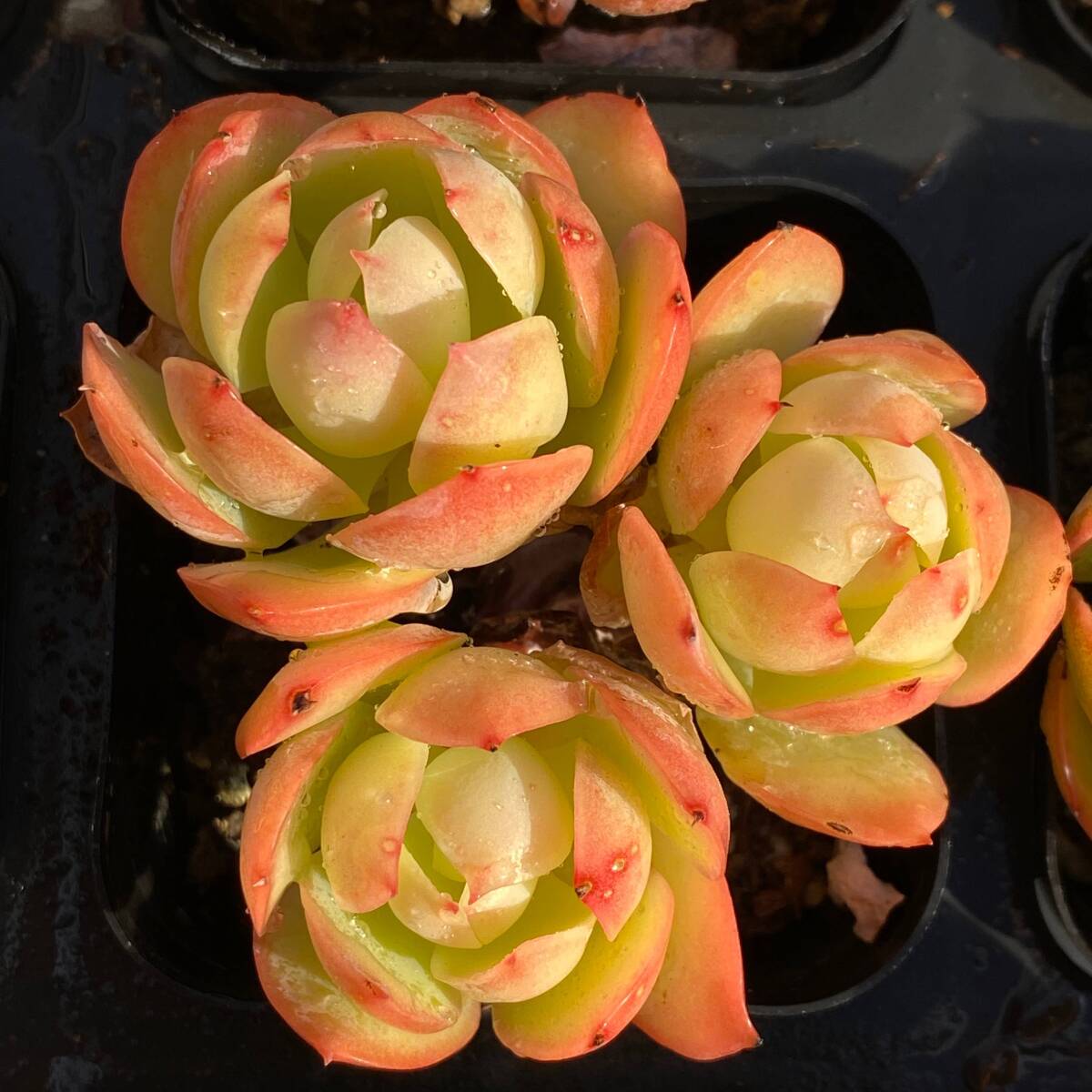 Yahoo!オークション - F361 碧桃（へきとう） 42鉢【多頭】 抜き苗 多...