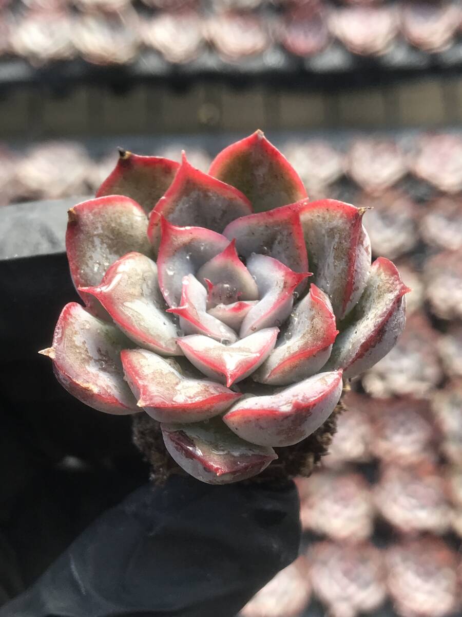 Yahoo!オークション - E138 オリオン 105 苗 土と根付き 多肉植物 エケ...