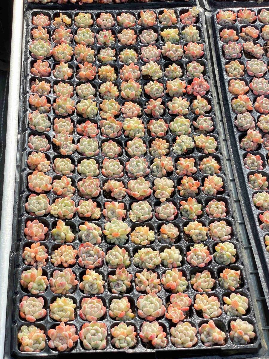 Yahoo!オークション - E226-2 幻夢（げんむ） 128 苗 土と根付き 多肉...