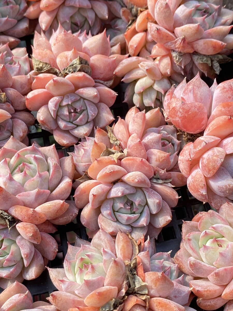 Yahoo!オークション - F402 スミレ 50 株 抜き苗 多肉植物 エケベリア ...