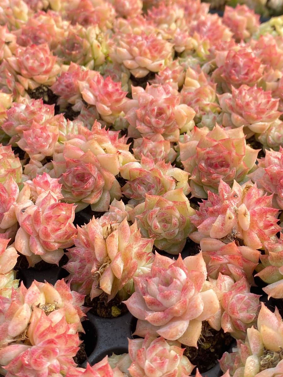 Yahoo!オークション - H239 美玉のような群生 128 苗 土と根付き 多肉...