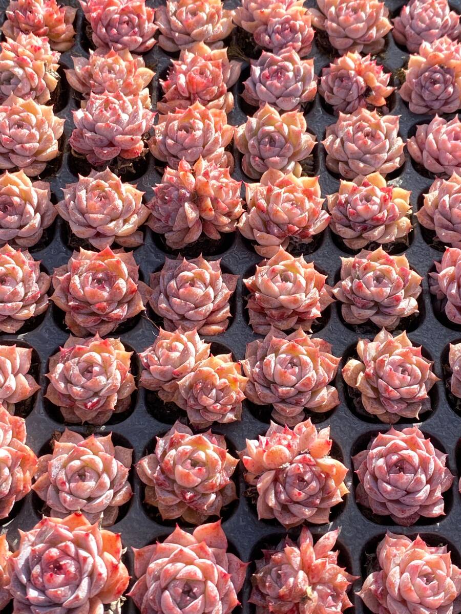 Yahoo!オークション - H279 ポセイドン 128 苗 土と根付き 多肉植物 エ...