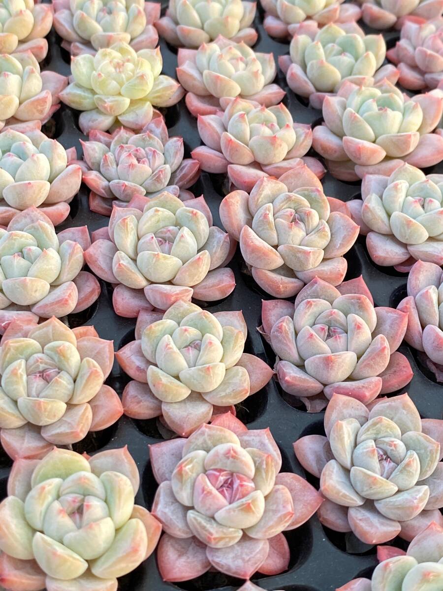 Yahoo!オークション - H296 スター 128 苗 土と根付き 多肉植物 エケベ...