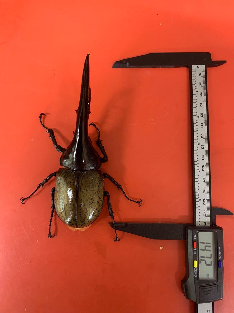 ヘラクレスオオカブト147mmペア②(外国産)｜売買されたオークション情報、yahooの商品情報をアーカイブ公開 - オークファン（aucfan.com）