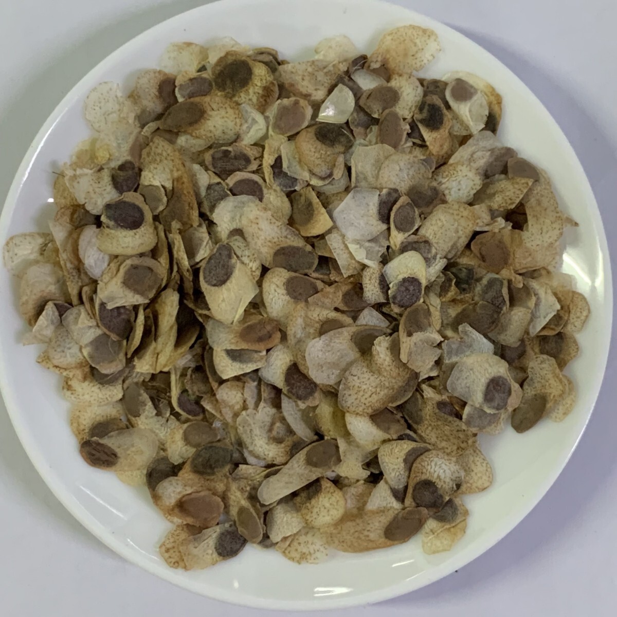 Yahoo!オークション - s152種子500粒Dioscorea elephantipes ディオス...