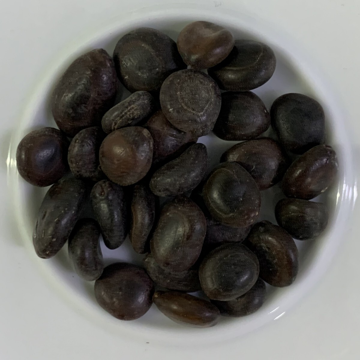 Yahoo!オークション - s187種子30粒Vachellia erioloba バケリア(アカ...