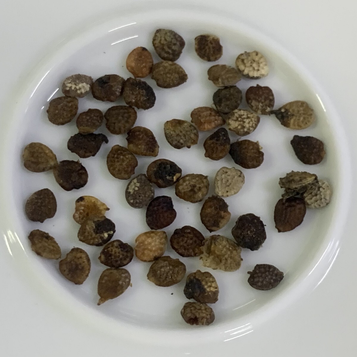 Yahoo!オークション - s57種子100粒olaboensis オラボエンシス 【多肉...