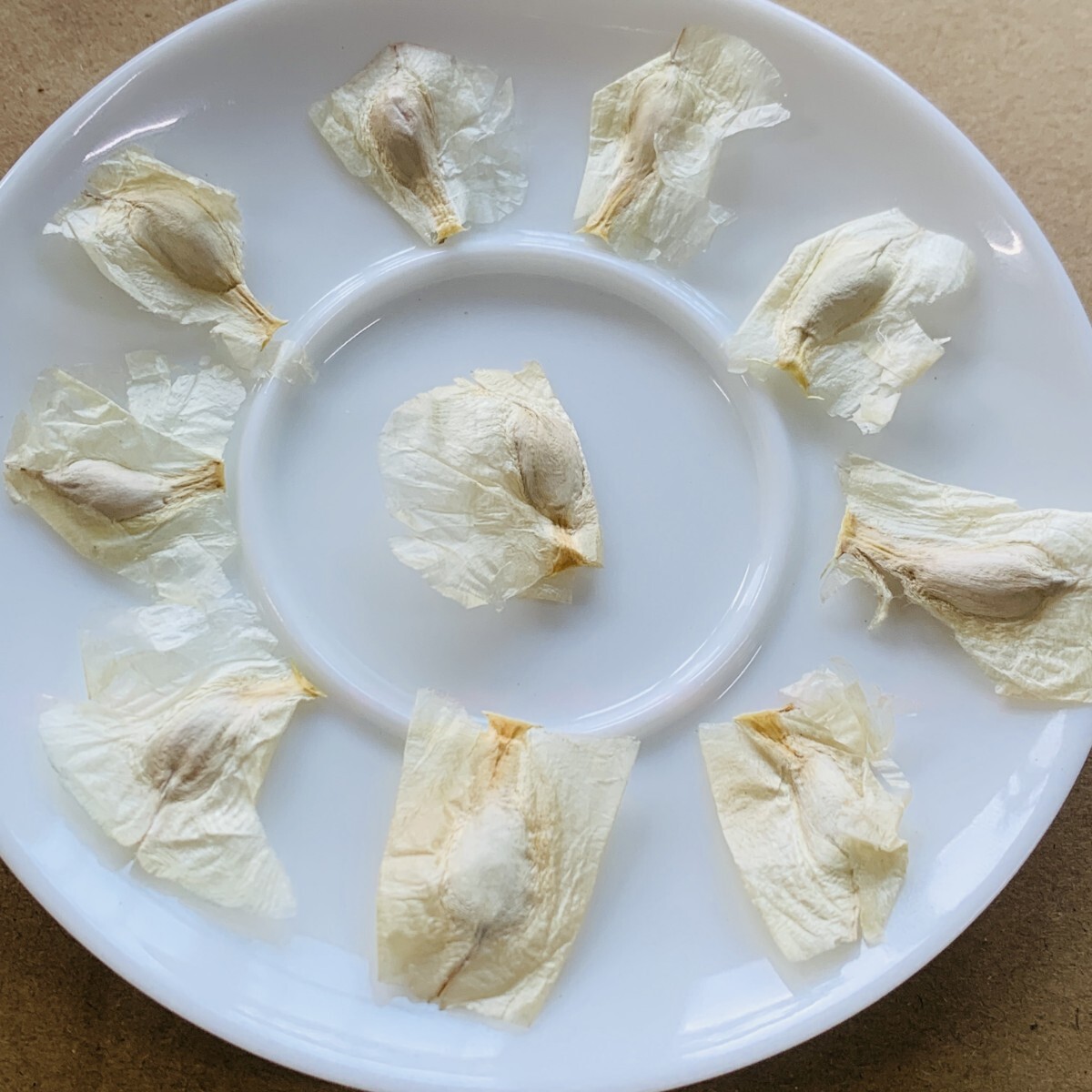 Yahoo!オークション - 1569種子10粒奇想天外 Welwitschia mirabilis ウ...