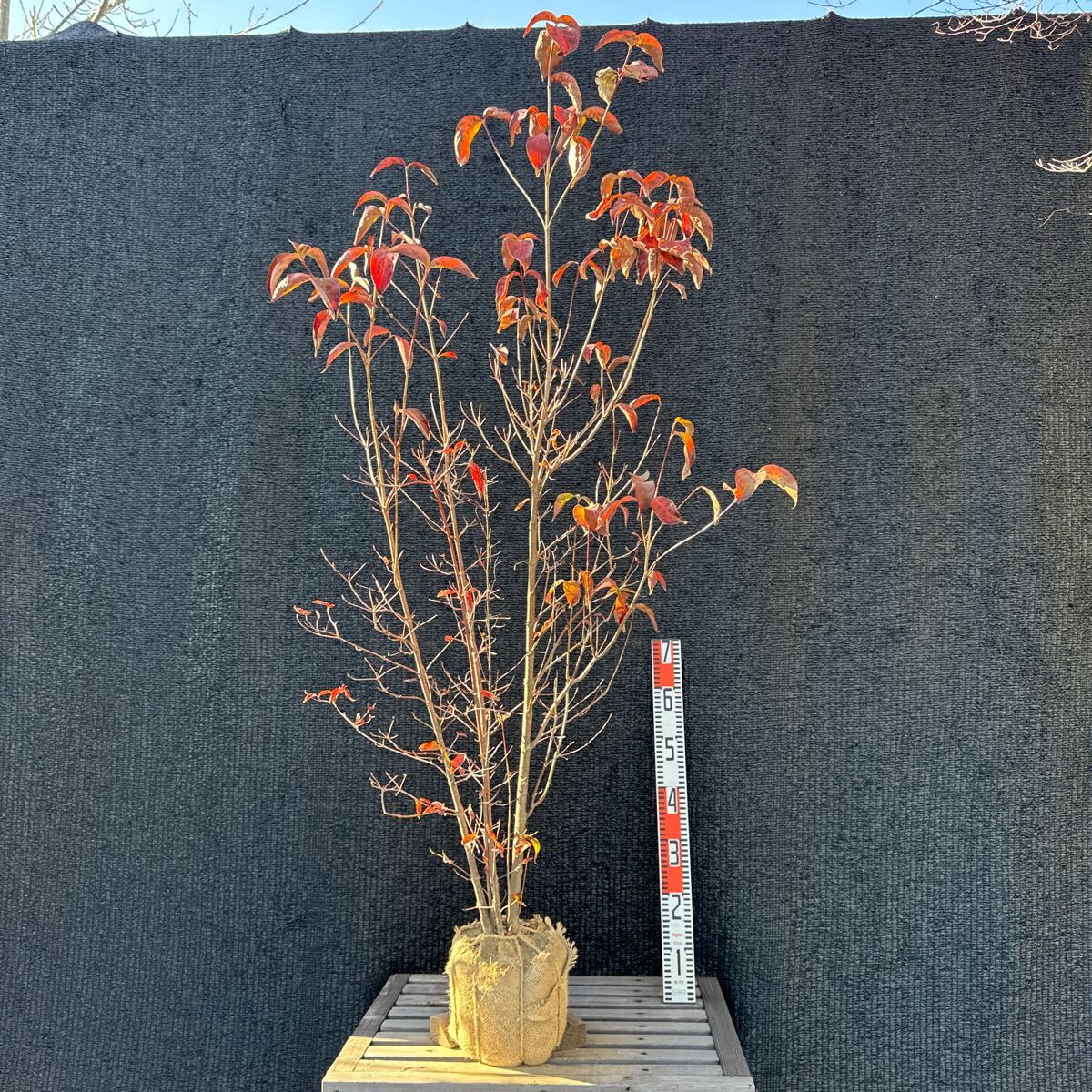 Yahoo!オークション - ヤマボウシ/大株/株立【品番3183】