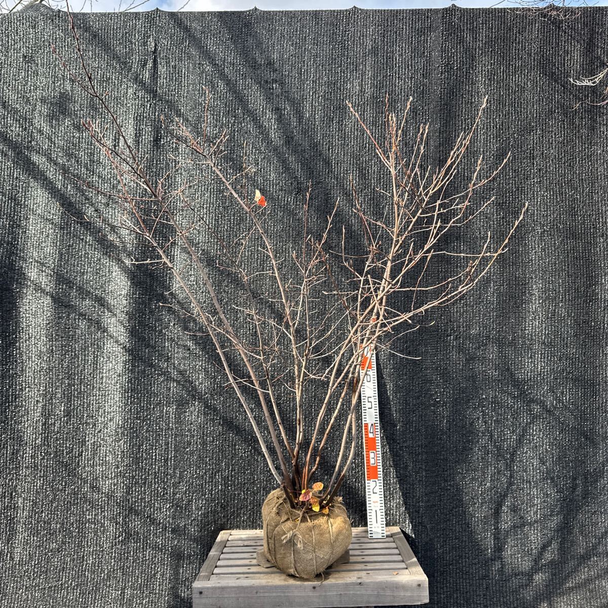 Yahoo!オークション - ジューンベリー/大株【品番3211】