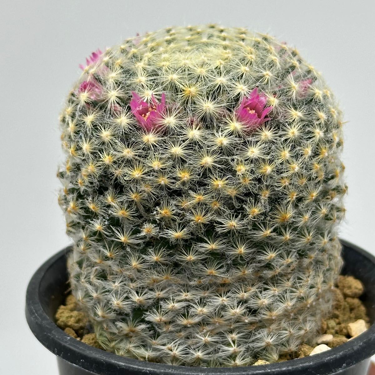 Yahoo!オークション - マミラリア 赤花明星 サボテン・多肉植物 CACTI...