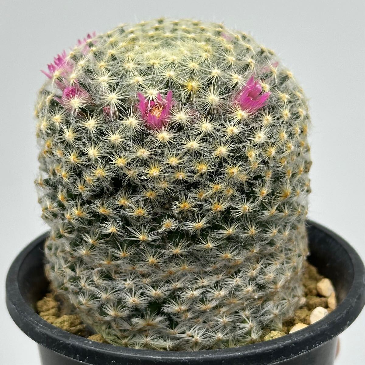 Yahoo!オークション - マミラリア 赤花明星 サボテン・多肉植物 CACTI...