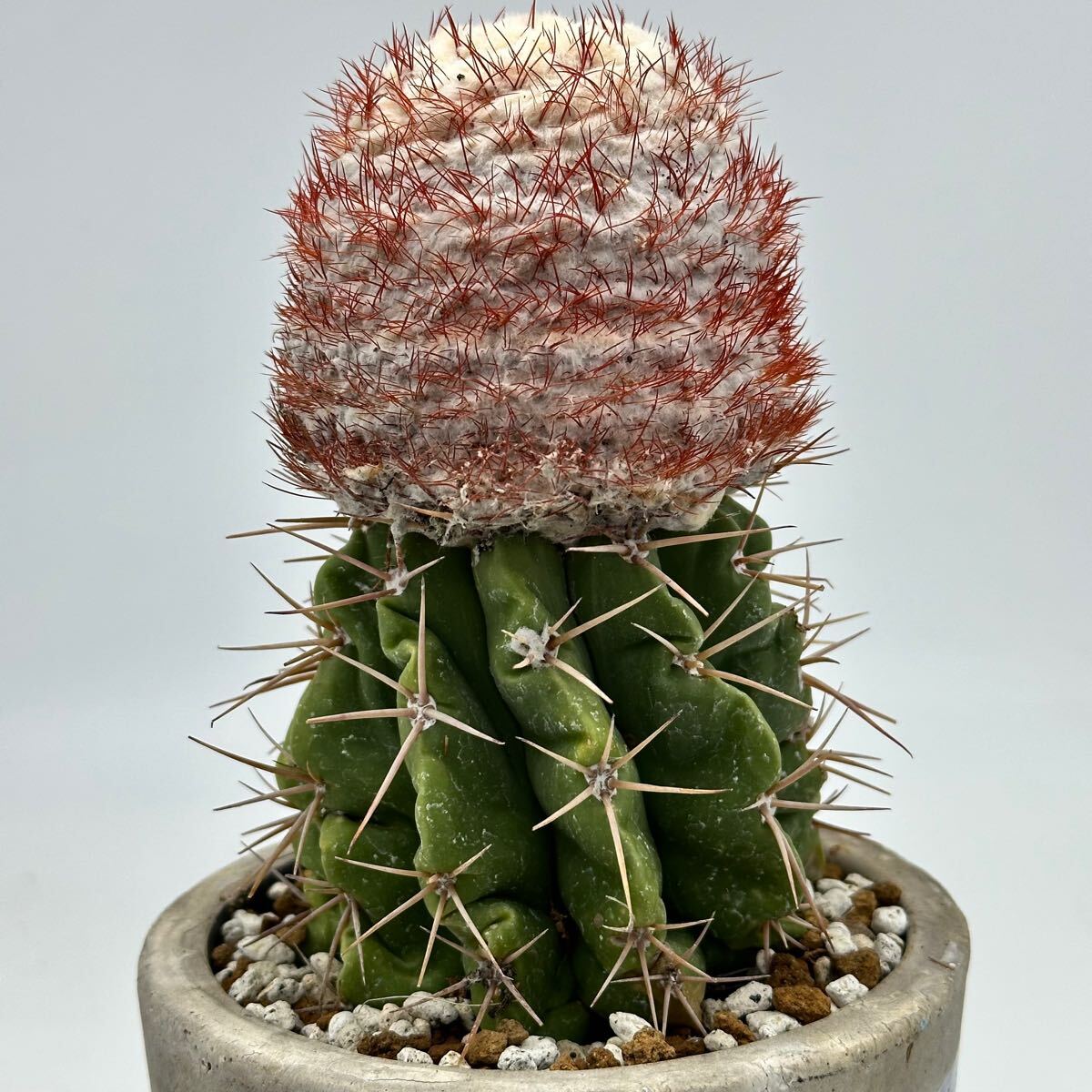 Yahoo!オークション - メロカクタス 層雲 サボテン・多肉植物 CACTI7 ...