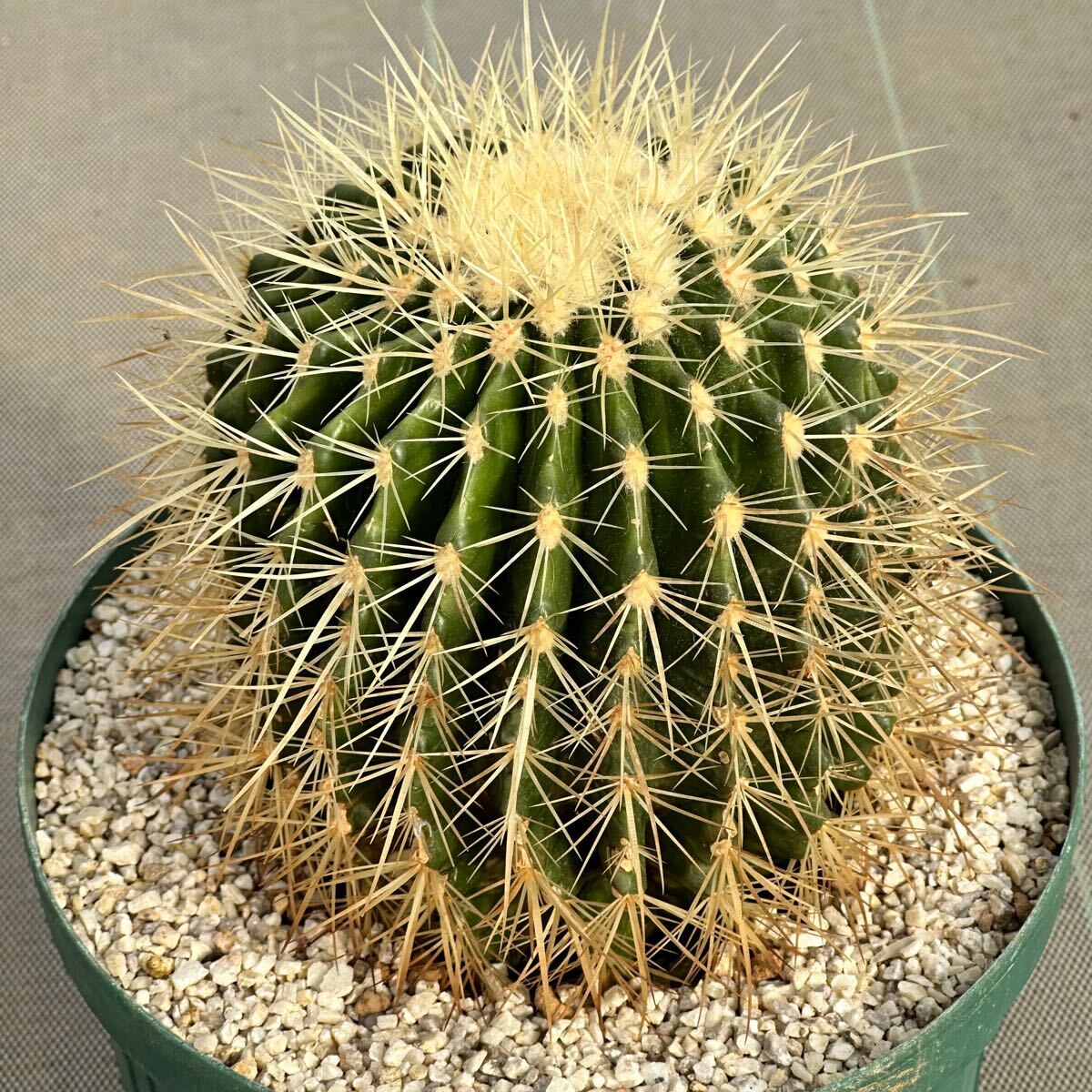 Yahoo!オークション - エキノカクタス 金鯱 サボテン・多肉植物 CACTI...
