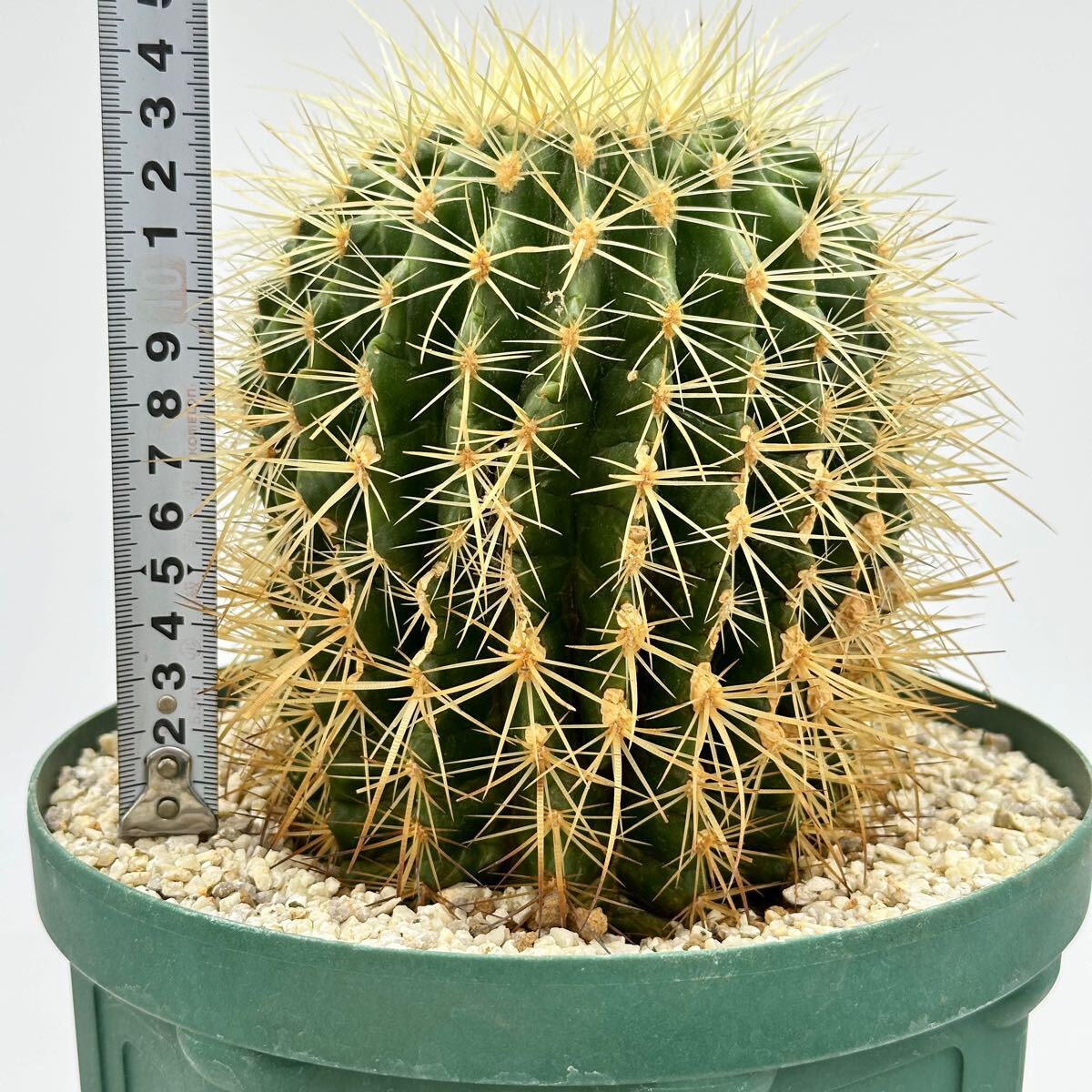 Yahoo!オークション - エキノカクタス 金鯱 サボテン・多肉植物 CACTI...