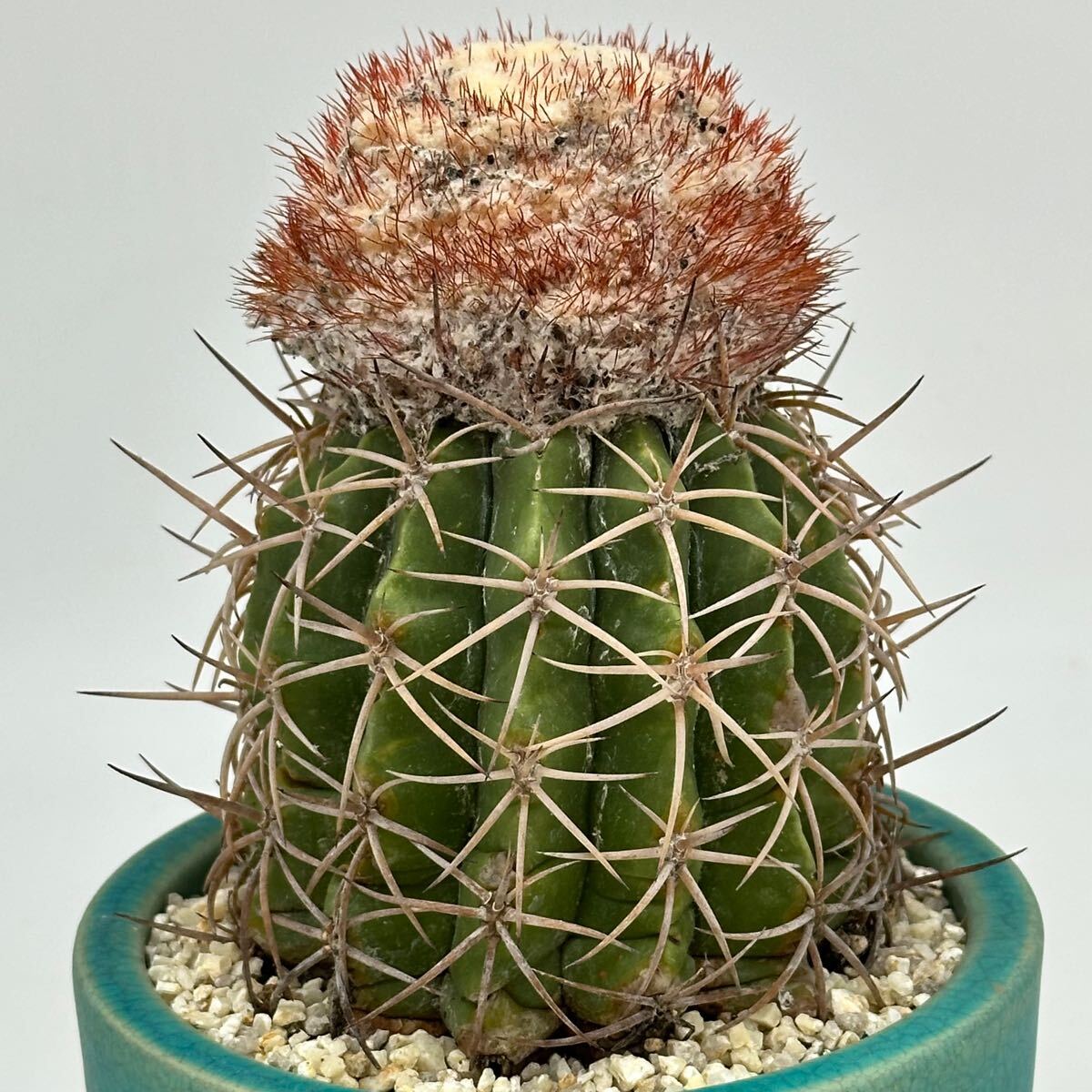 Yahoo!オークション - メロカクタス 層雲 サボテン・多肉植物 CACTI7 ...