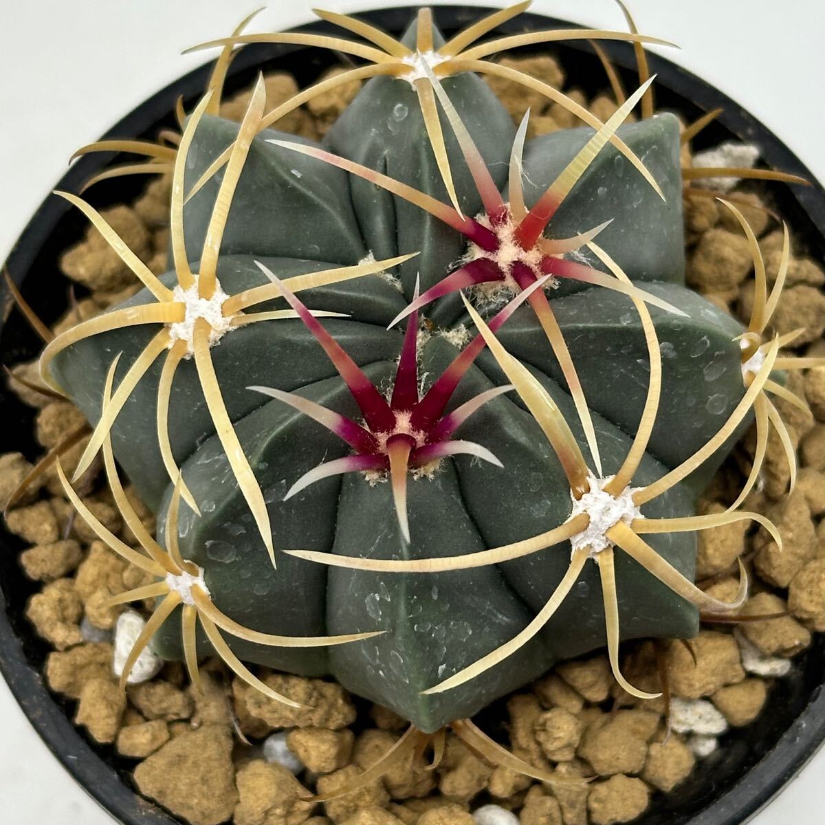 Yahoo!オークション - フェロカクタス 天城 サボテン・多肉植物 CACTI...