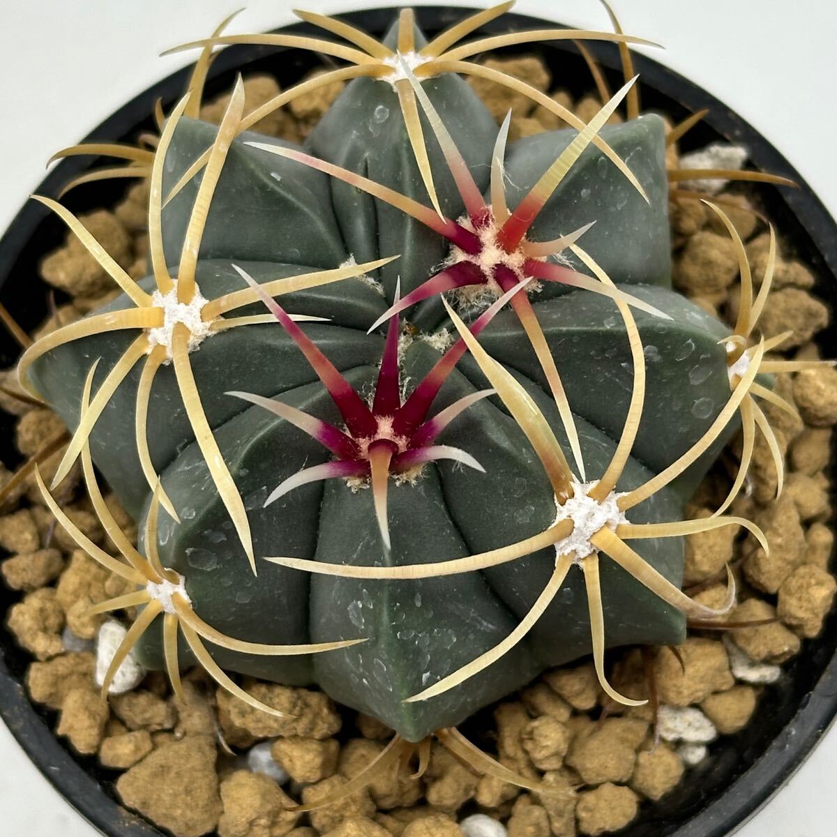 Yahoo!オークション - フェロカクタス 天城 サボテン・多肉植物 CACTI...
