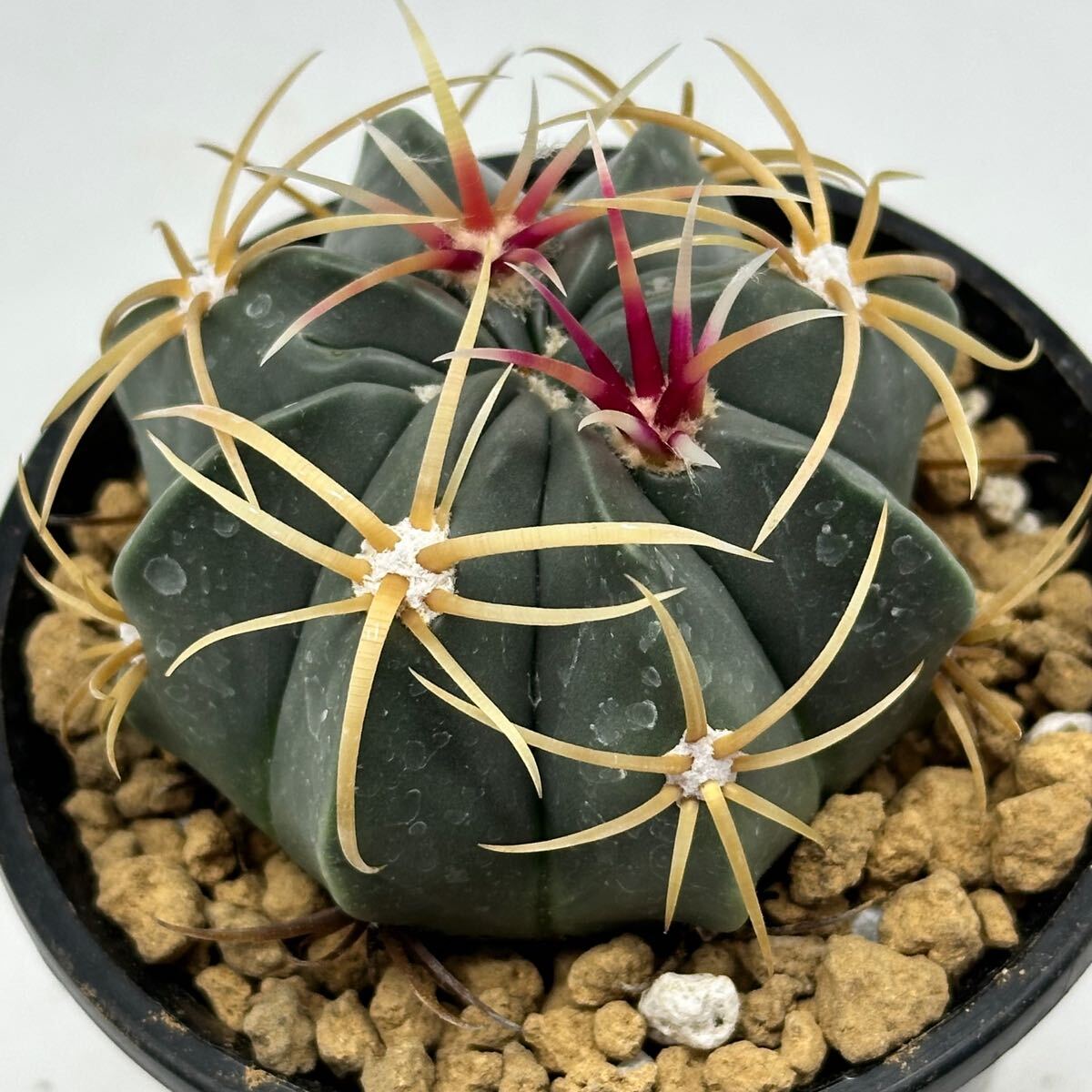 Yahoo!オークション - フェロカクタス 天城 サボテン・多肉植物 CACTI...