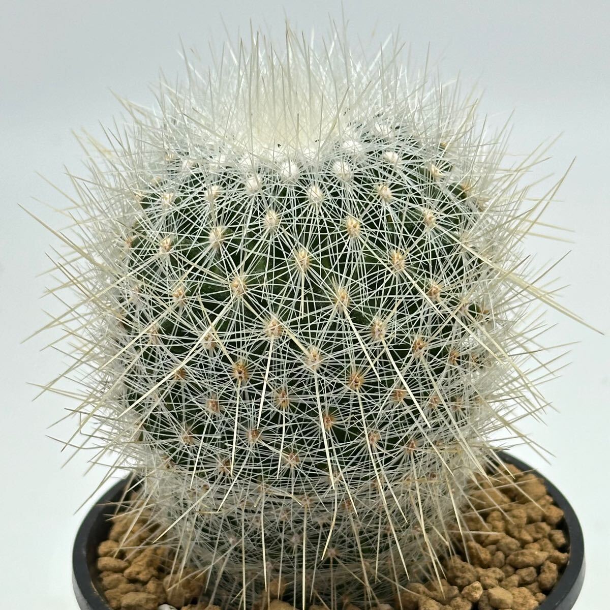 Yahoo!オークション - テロカクタス 太白丸 サボテン・多肉植物 CACTI...