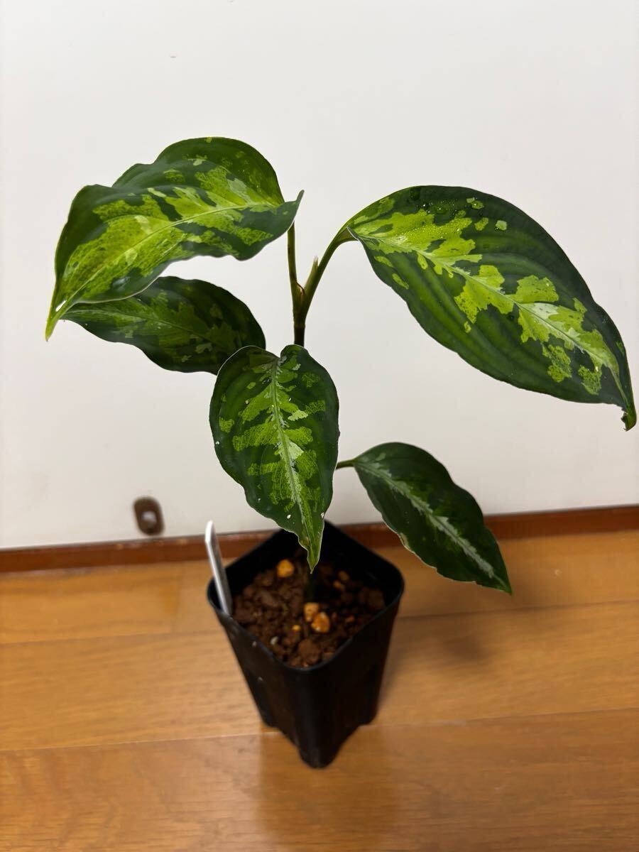 正規タグ付き AZ便 Aglaonema pictumちゃんぷーるfrom Padang AZ1123-13b アグラオネマ(その他)｜売買されたオークション情報、yahooの商品情報を ...